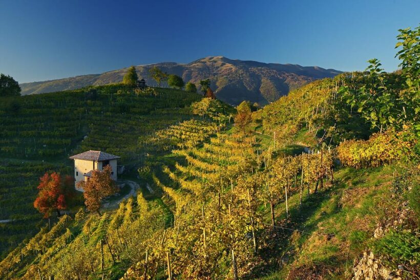 Valdobbiadene: Prosecco tasting with winery & vineyard tour - Who Will Love This Tour?