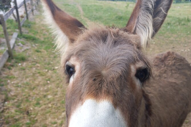 Valdorcia & Brunello Ebike Experience Tour - Accessibility and Participation Details