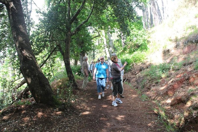Vale Paraíso - Rochão (Half Day Walk) - The Itinerary: What to Expect from Your Madeira Forest Walk