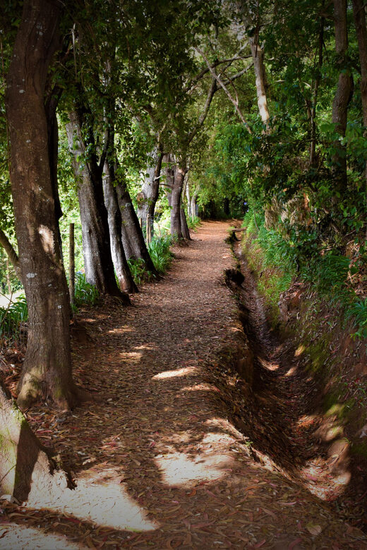 Vale Paraíso Rochão Madeira Island Walk - Exploring Madeira’s Highest Peaks: What to Expect on the Walk