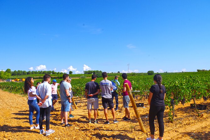 Valencia: Barrels and dishes of typical local Gastronomy - Exploring the Heart of Valencian Wine and Gastronomy