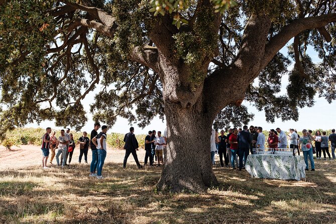 Valencia: Barrels and dishes of typical local Gastronomy - Who Should Consider This Tour?