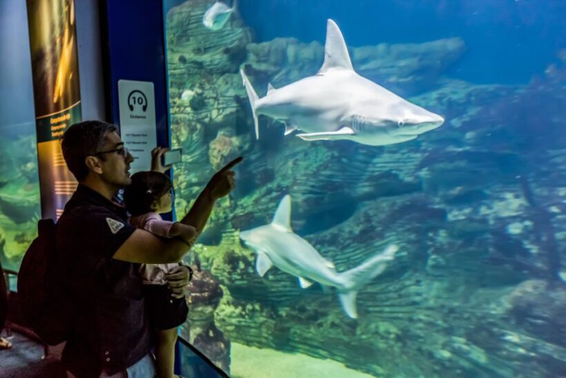 Valencia: Oceanogràfic Entry Ticket - Walking Through the Exhibits: A Detailed Breakdown
