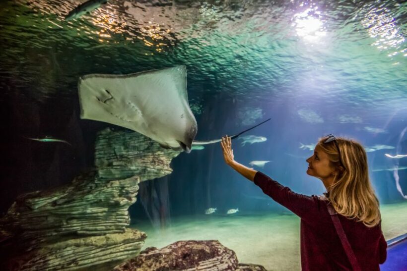 Valencia: Oceanogràfic Entry Ticket - Authentic Experiences From Visitors