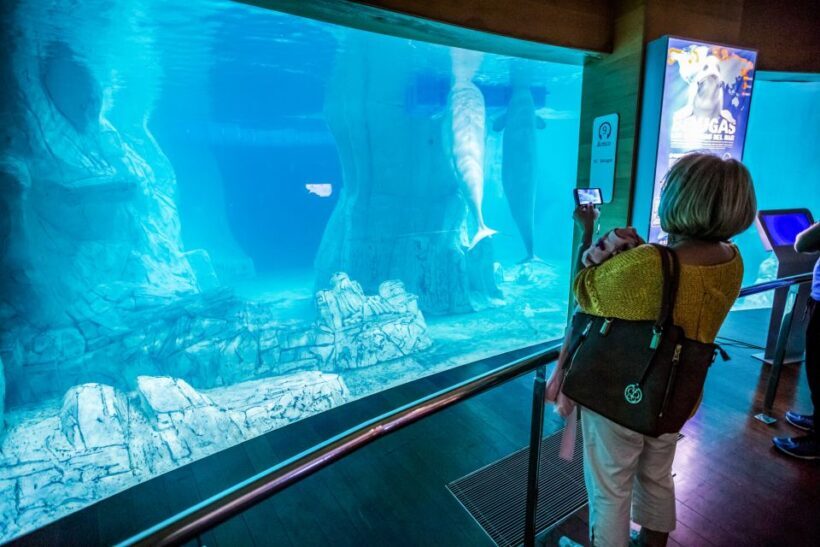 Valencia: Oceanogràfic Entry Ticket - The Sum Up: Who Should Visit Oceanogràfic?
