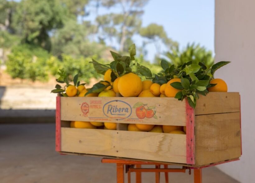 Valencia: Orange Farm and Orchard Trip with Tastings - Frequently Asked Questions