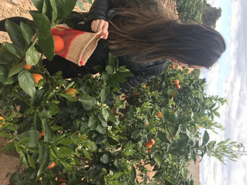 Valencia: Orange Farm and Orchard Trip with Tastings - Final Thoughts