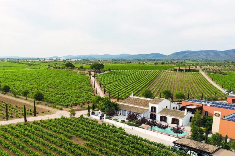 Valencia: Vineyard Tour with Local Wine Tasting & Appetizer - Key Points