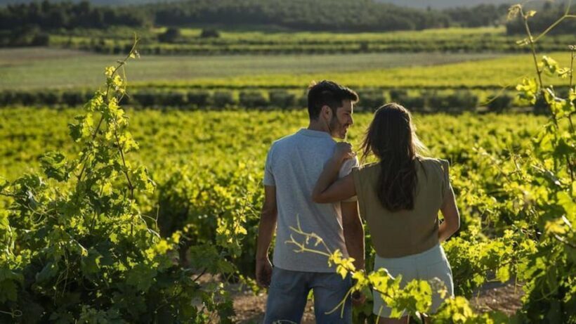 Valencia: Vineyard Tour with Local Wine Tasting & Appetizer - Practical Tips for Participants