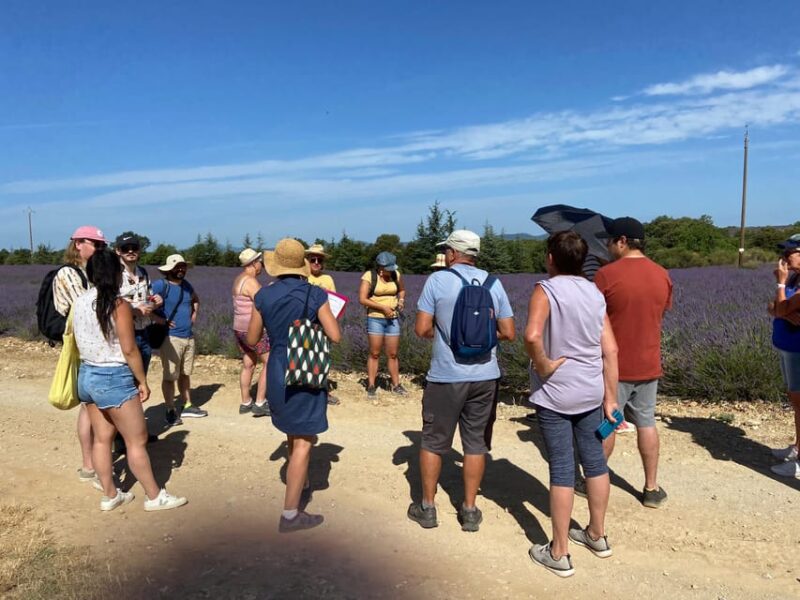 Valensole : Visit of a winery and lavender farm - Authenticity and Value