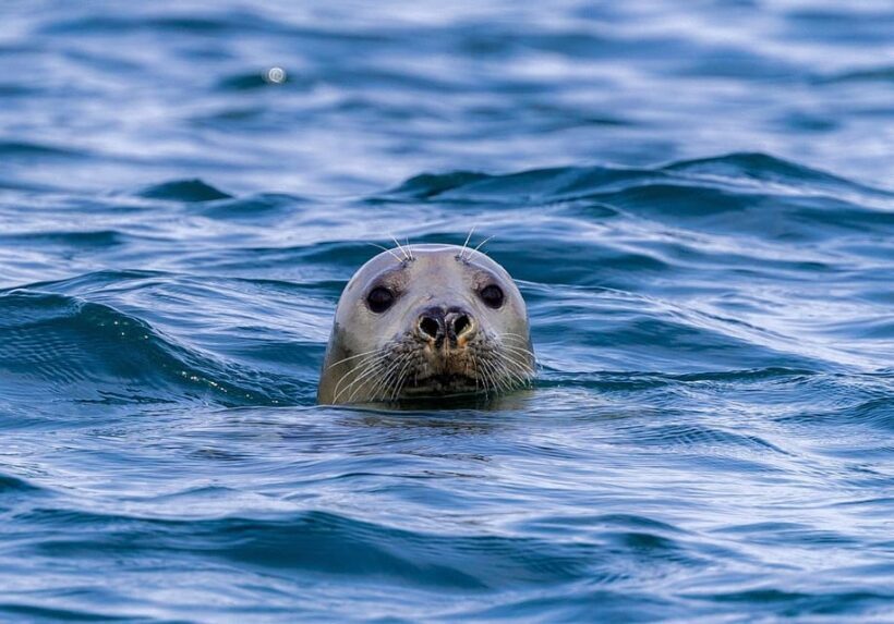 Valentia Island : The Experience - Frequently Asked Questions