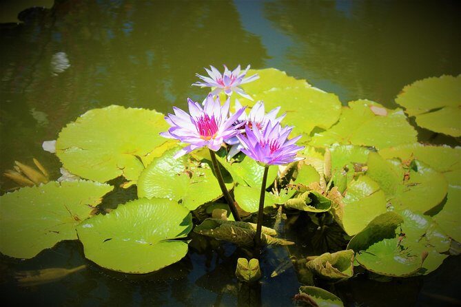 Vallarta Botanical Garden and Tequila Tasting from Puerto Vallarta - The Practical Side: Value and Considerations