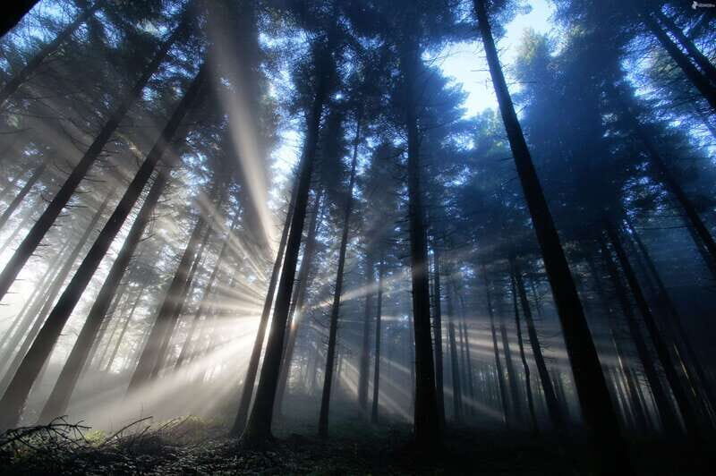 Valle de Bravo: Magical night at the forest - An In-Depth Look at the Valle de Bravo Night Forest Tour