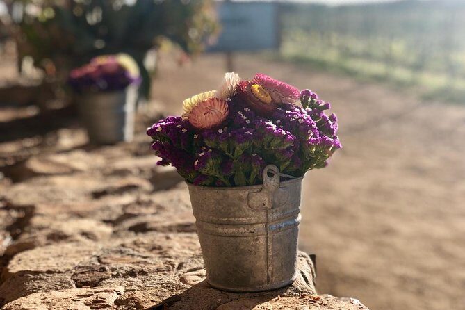 Valle de Guadalupe COUPLES wine tasting for 2 - A Closer Look at the Valle de Guadalupe Wine Tour