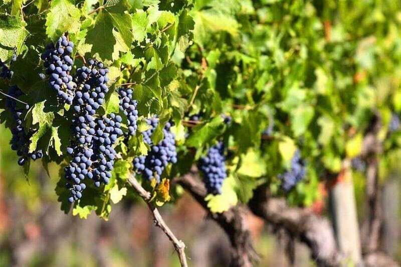 Valle de Guadalupe: Wine Tasting and Wagon Tour - Who Will Love This Tour?