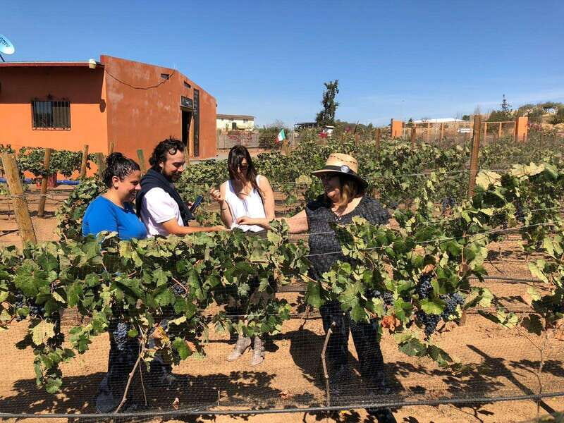 Valle de Guadalupe Wine Tasting Tour - FAQ