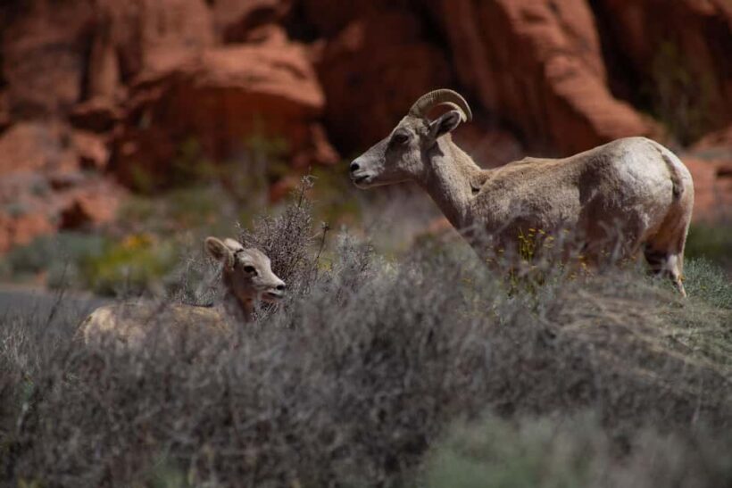 Valley of Fire Guided Hiking Tour & Mojave Desert Adventure - Key Points
