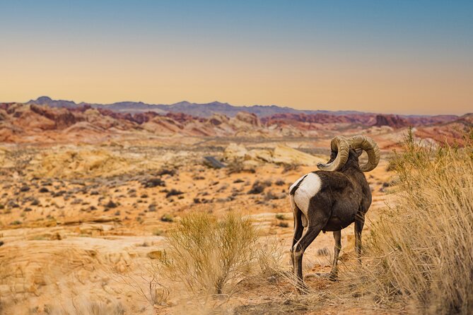 Valley of Fire Sunset Tour From Las Vegas - Pickup and Logistics