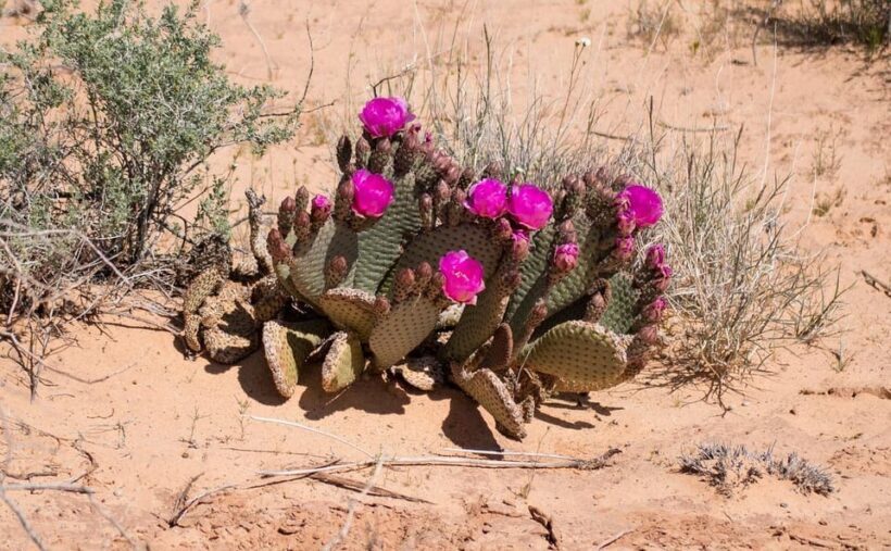 Valley of Fire VIP Small Group Tour From Las Vegas - Key Points