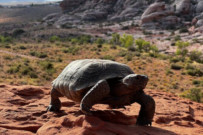 Valley of Fire & Zion Park, 1-Day Tour from Las Vegas - What’s Included and What You Should Prepare For