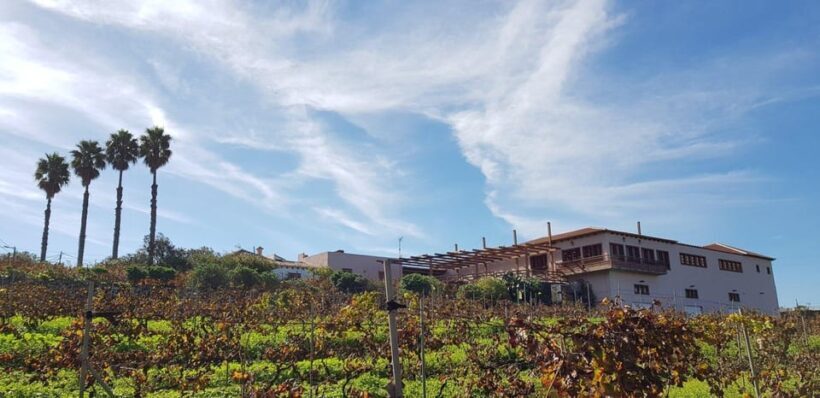 Valley of Tegueste: Wine Tour with Tasting at El Lomo Winery - Introduction: Why This Tour Might Be a Perfect Fit