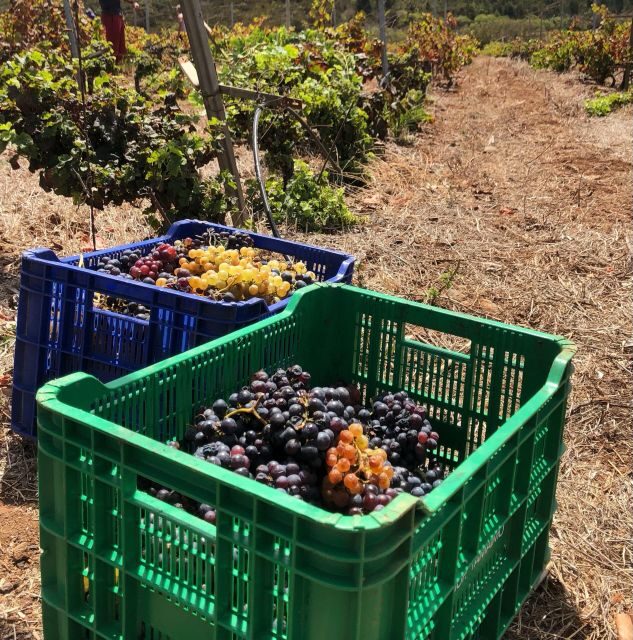 Valley of Tegueste: Wine Tour with Tasting at El Lomo Winery - The Value in the Details