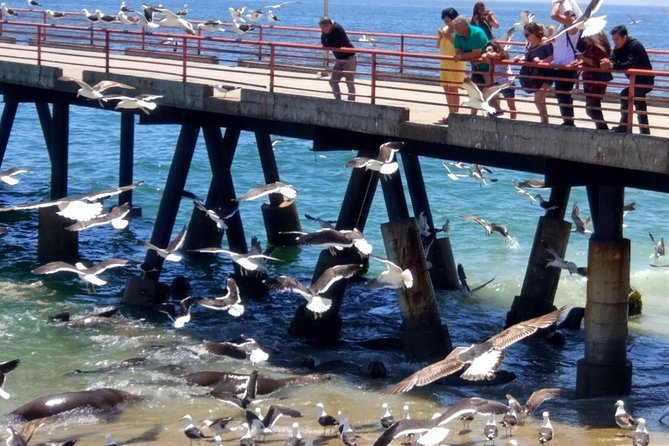 Valpo in 1 Day: Authentic + Famous! Semi-Private Walking Tour & Public Transport - Booking and Cancellation Policy