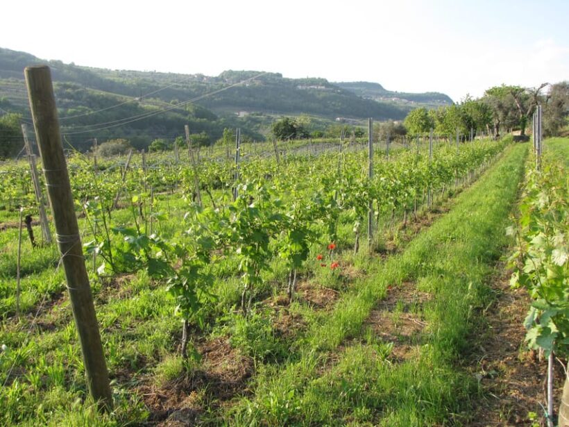 Valpolicella in the round: tasting of typical Valpolicella wines - Introduction