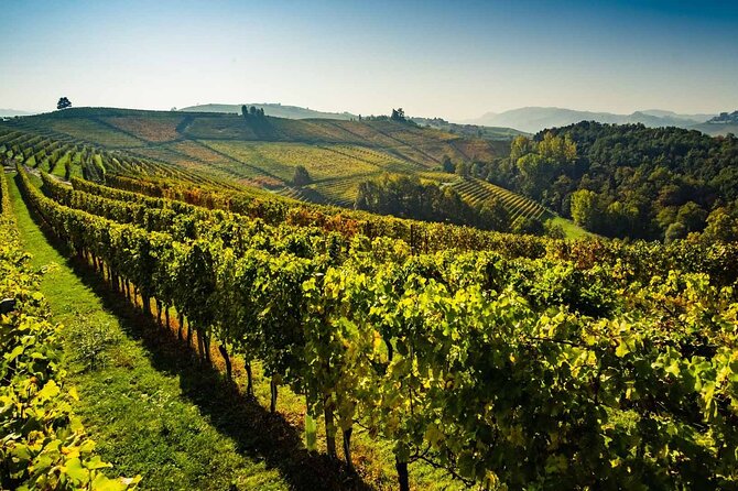 Valpolicella Wine and Olive Oil Tasting with Lunch from Verona - The Sum Up