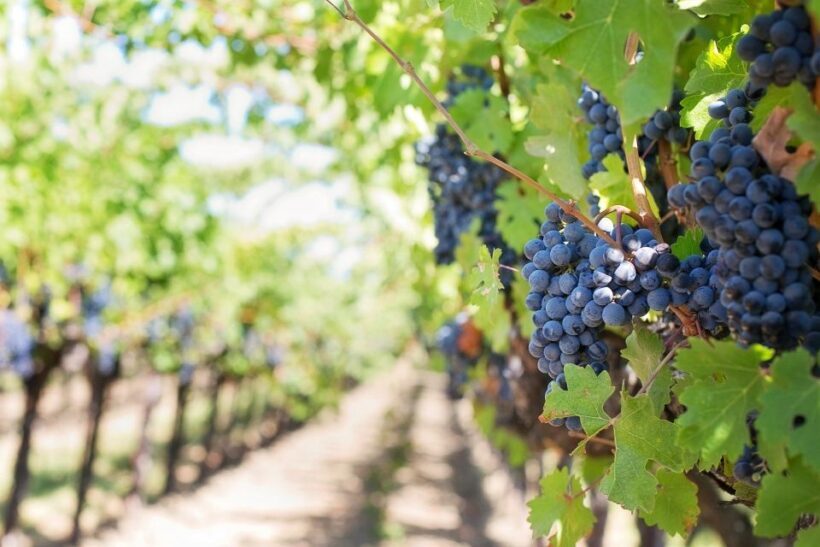 Valpolicella: Wine Tasting With A Sommelier and Light Lunch - Key Points