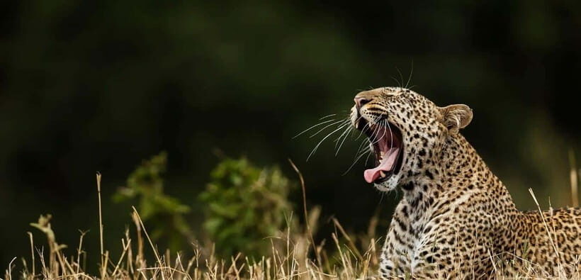 Value Tour: One Day Safari Trip to Yala & Udawalawe w/ Lunch - The Itinerary in Detail: What to Expect