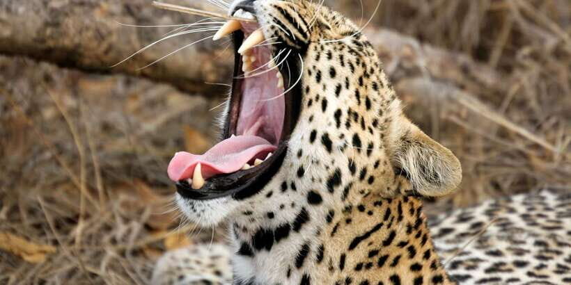 Value Tour: One Day Safari Trip to Yala & Udawalawe w/ Lunch - Who Will Love This Tour?