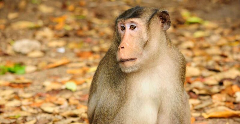 Vam Sat Mangrove Forest Private Tour from Ho Chi Minh City - Transport, Group Size, and Overall Experience