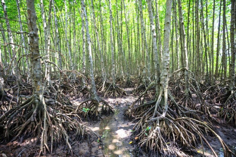 Vam Sat Mangrove Forest Private Tour from Ho Chi Minh City - Authenticity and What Travelers Love