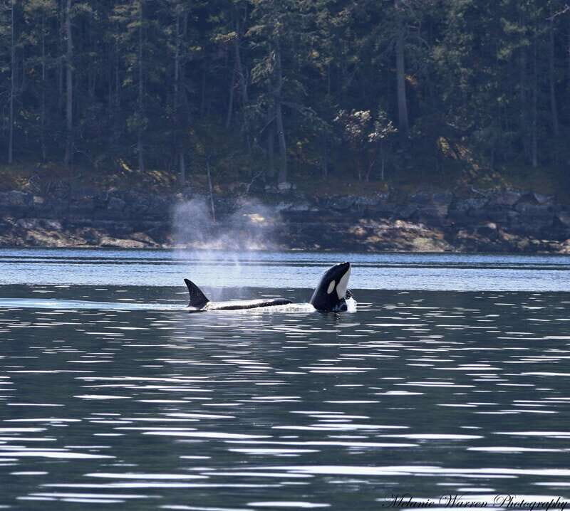 Vancouver, BC: Whale Watching Tour Small Zodiac with Guide - Vancouver, BC: Whale Watching Tour Small Zodiac with Guide