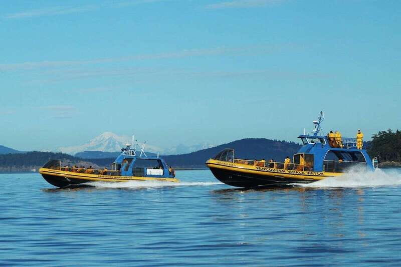 Vancouver, BC: Whale Watching Tour with Guide - Key Points