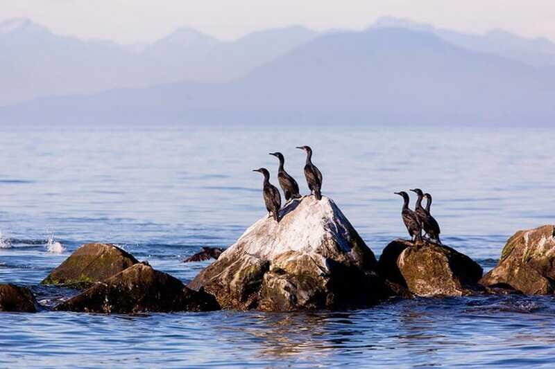 Vancouver, BC: Whale Watching Tour with Guide - FAQs