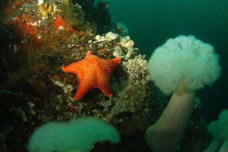 Vancouver: Boat Dive for Certified Diver, Tank & Weight Incl - An Honest Look at the Vancouver Boat Dive Experience