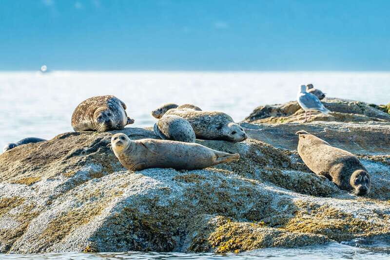 Vancouver: Boat to Bowen Island on UNESCO Howe Sound Fjord - The Sum Up