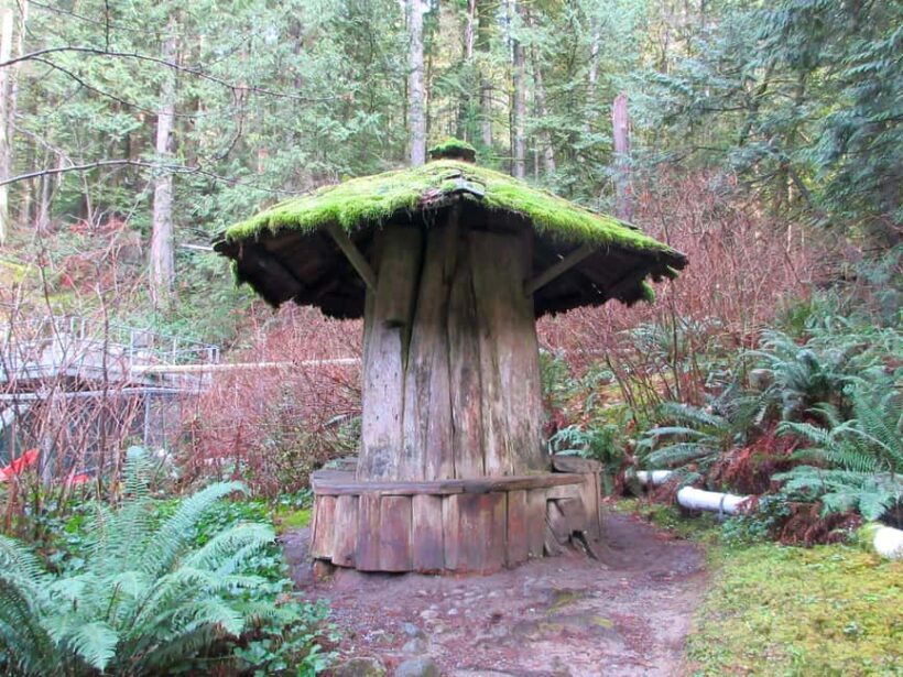 Vancouver: Capilano River Hatchery Love the Land Tour - What to Expect from the Tour