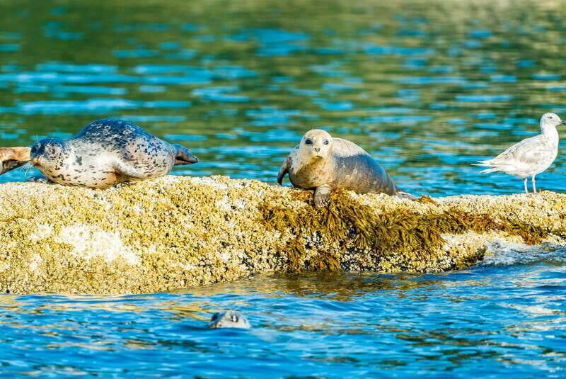 Vancouver: City and Seal Boat Tour - Final Thoughts