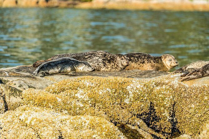 Vancouver City and Seals Scenic Boat Tour by Vancouver Water Adventures - The Value of the Tour