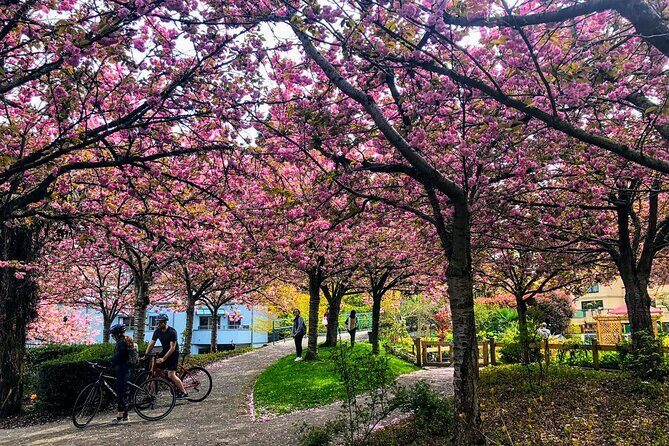 Vancouver City Tour with Cherry Blossom Festival Private - An In-Depth Look at the Vancouver Cherry Blossom Tour