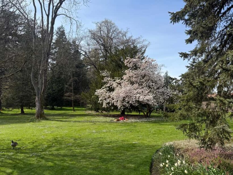 Vancouver City Tour+VipCar+Stanley Park+ChinaTown/SmallGroup - Why This Tour Works for You