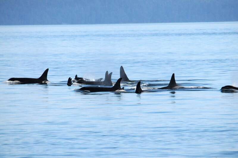 Vancouver: Covered Whale Watching Adventure with Free Photos - The Itinerary in Detail