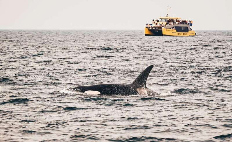 Vancouver: Covered Whale Watching Adventure with Free Photos - The Review from Travelers