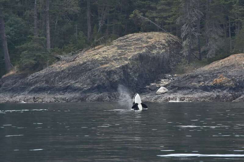 Vancouver: Covered Whale Watching Adventure with Free Photos - Who Will Love This Tour?