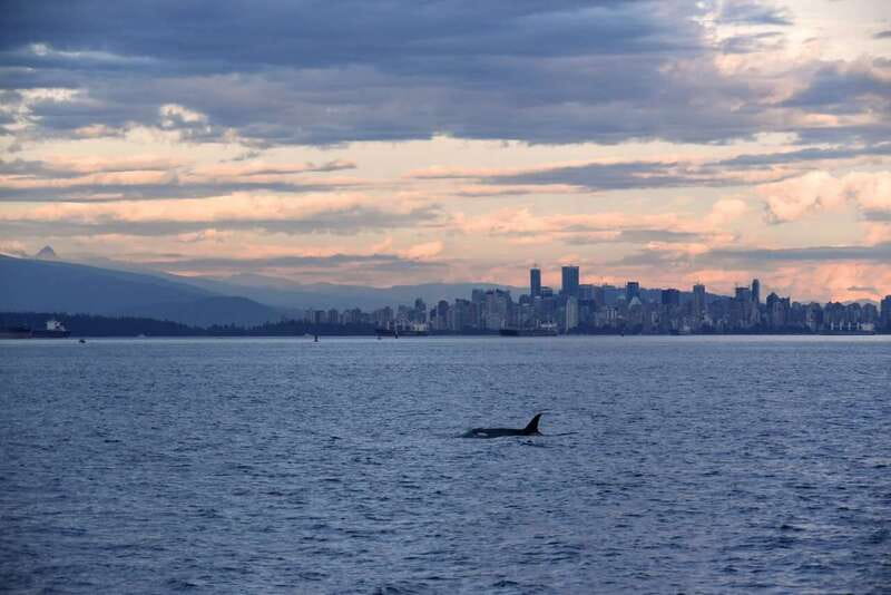 Vancouver: Covered Whale Watching Adventure with Free Photos - Who Will Love This Tour?