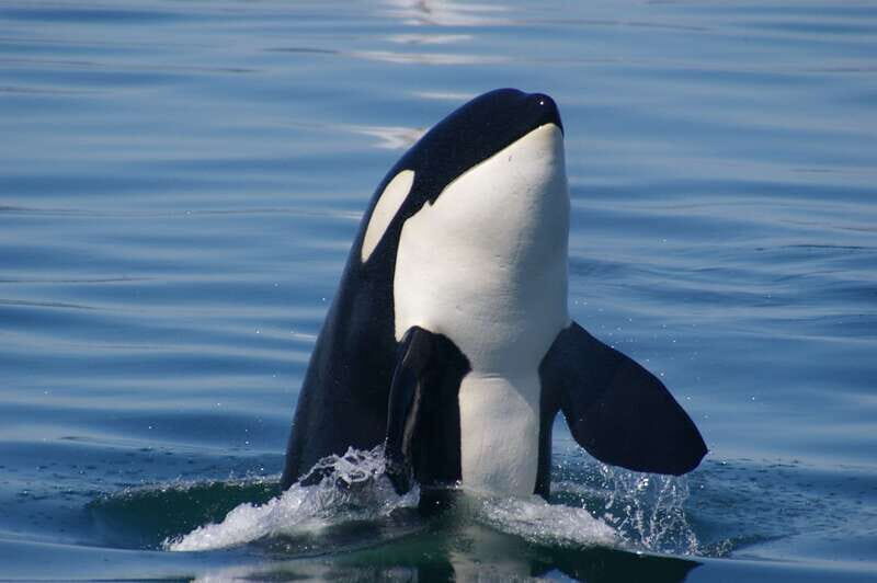 Vancouver: Day Trip to Victoria Seaplane with Whale Watching - Final Thoughts
