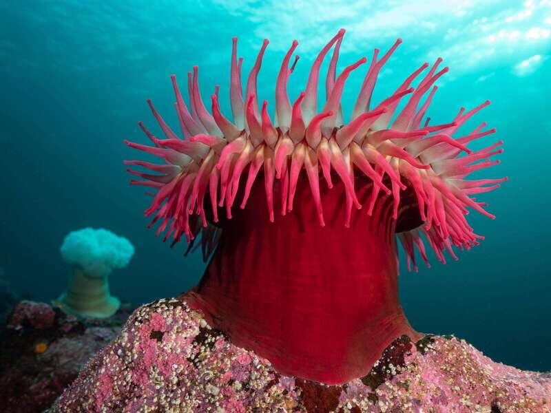Vancouver: Discover the Best SCUBAdiving Sites by Boat - Key Points